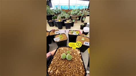 다육마을 생쇼 엑스플랜트 다육 하월시아 아프리카식물 다육이 다육식물 다육라방 코노 코노피튬 Youtube