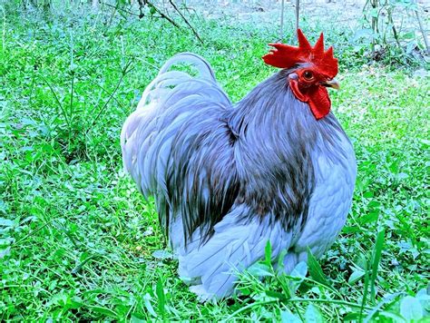 🐔🐓চট্টগ্রাম আনোয়ারা সৌখিন মুরগির খামার🐓🐔 Facebook