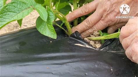 감자 싹이 올라오면 빨리 해줘야 되는 이것 Youtube