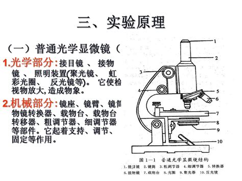 实验三显微镜油镜的使用和细菌的革兰氏染色