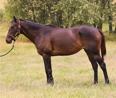 West End Farm Congratulations To Kate Maclellan On Her