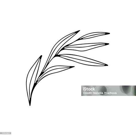 흰색 배경에 고립 버드 나무 유칼립투스 분기의 손으로 그린 벡터 낙서 그림 건강한 생활방식에 대한 스톡 벡터 아트 및 기타 이미지 건강한 생활방식 검은색 그래픽