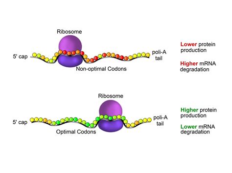 Its All In The Code Protein Production Efficiency Can Be Predicted By