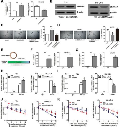 Circsema5a Accelerates Bc Angiogenesis Through Upregulating Sema5a A