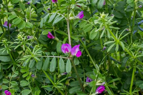 カラスノエンドウ 春に紅紫の花を咲かせる小さいサヤエンドウぽい野草 きたむらいふ