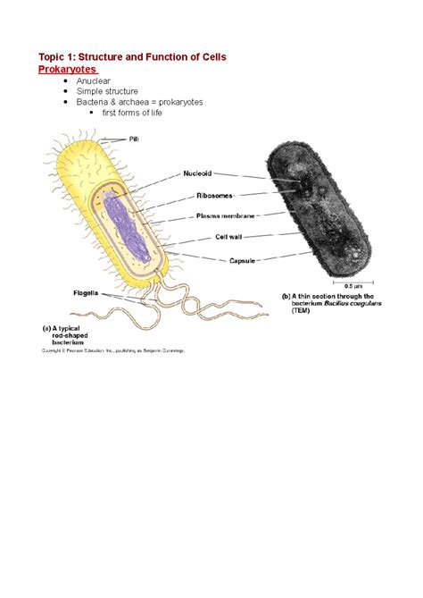 MSC Topic Topic Structure And Function Of Cells Prokaryotes Anuclear Simple Structure