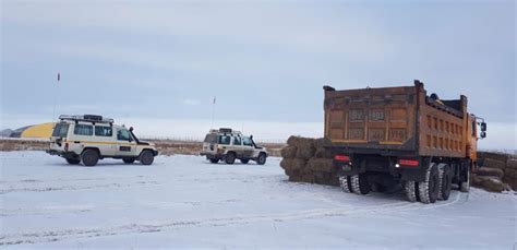 Хээрийн зэрлэг амьтдад зориулж 200 боодол өвс байрлуулжээ