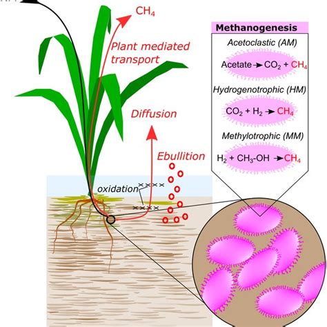 Methane Emissions From Wetlands Result From A Balance Between Methane Download Scientific