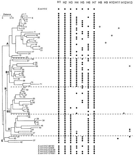 Schematic Representation Of The Distribution Of The Rapd Fragments