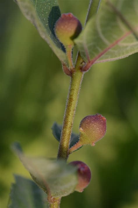 Ficus Pygmaea Figweb