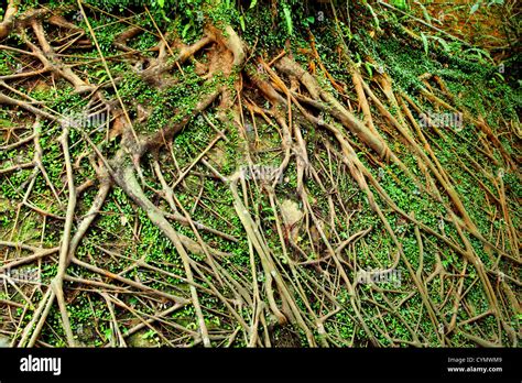 Tree Air Root Stock Photo Alamy