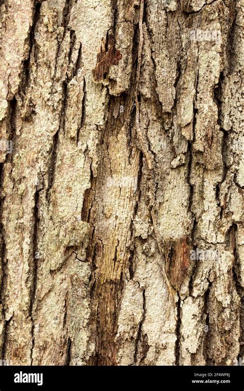 Very Close Up And Interesting Natural Patterns And Textures On The Trunk Of Trees Natural
