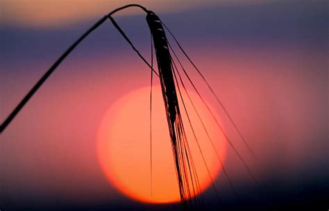 МИД РФ заявил об отсутствии оснований для продления зерновой сделки