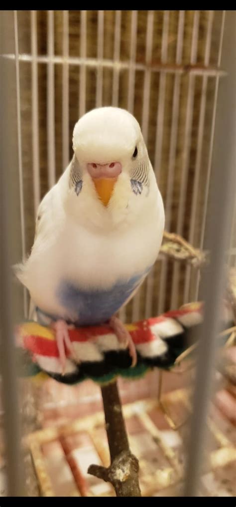 Which Sex Recessive Pied 2 Years Old Rbudgies