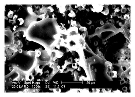 Sem Micrographs Showing The Effect Of A Chloroform As Solvent On Download Scientific Diagram