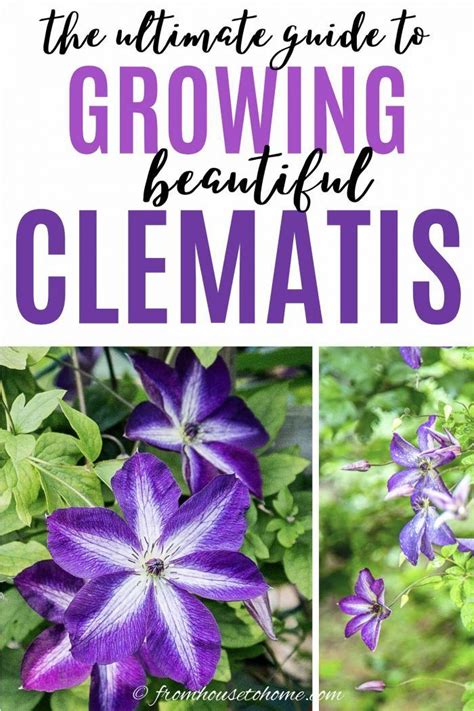 Clematis Vine Care Planting Growing And Pruning Tips Artofit
