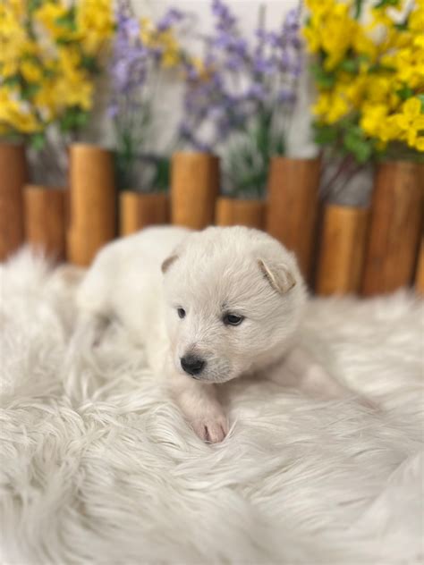 진도믹스 맹구 푸숑특징 고양이특징 랙돌특징 러시안블루특징 먼치킨특징 브리티쉬숏헤어특징 노르웨이숲특징 데본렉스특징 뱅갈특징 샴특징 셀커크렉스특징 스코티쉬폴드특징 스핑크스특징