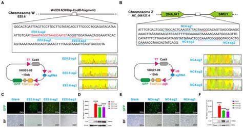 Identification Of Two Potential Gene Insertion Sites For Gene Editing On The Chicken Z W Chromosomes