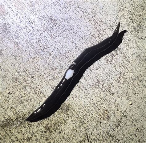 Found What Looks Like A New Guinea Flatworm Invasive But It Also