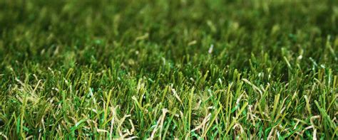 Artificial Grass Frequently Asked Questions Artificial Lawn Specialists
