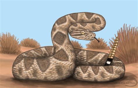 How To Draw A Rattlesnake Cliparts Co