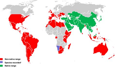 31 Current Global Recorded Distribution Of Giant Reed Arundo Donax
