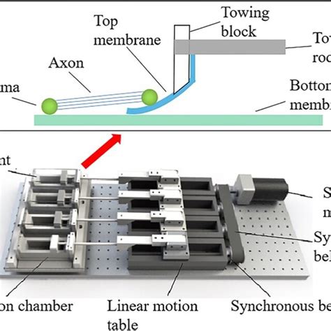 Three Dimensional Model Of Axon Stretch Growth Bioreactor System Download Scientific Diagram