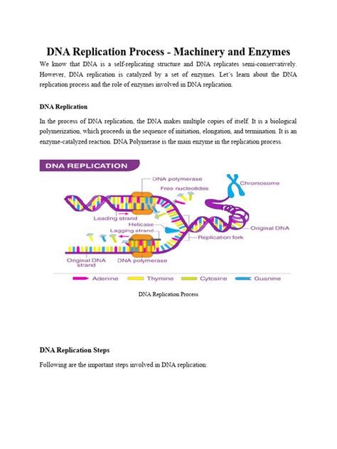 Dna Replication Microbial Anatomy Notes Pdf Dna Replication Dna