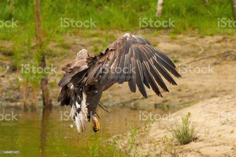 사냥 유럽 독수리는 물 위에 착륙을만든다 배경에 나무 발톱으로 호수에서 먹이를 잡습니다 세부 사항 물고기 인상적인 0명에 대한 스톡 사진 및 기타 이미지 Istock