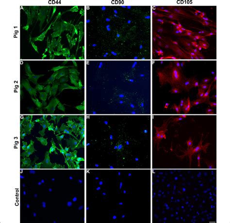 Immunophenotyping Reveals Expression Of Markers By All Three Lines Of Download Scientific