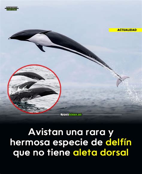 Mystery 🐬 Recientemente Una Fotógrafa Estadounidense Captó Una De Las