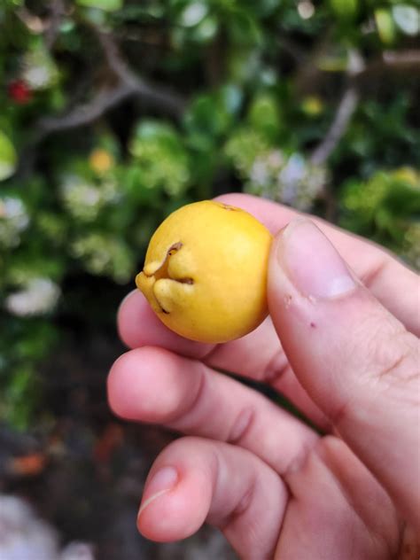 Help Identifying Fruit Tree R Whatisthisplant