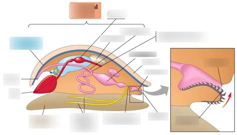 Bivalve Anatomy Diagram Quizlet Bivalve Anatomy Diagram Quizlet
