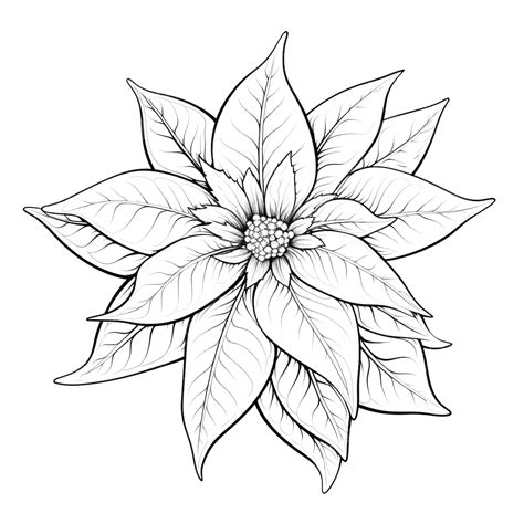 아이들을 위한 크리스마스 색칠책이나 페이지 포인세티아 흑백 벡터 일러스트 레이 션 크리스마스 색칠 색칠하기 책 Png 일러스트 및 이미지 에 대한 무료 다운로드