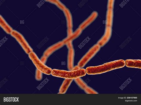 Streptobacillus Image And Photo Free Trial Bigstock