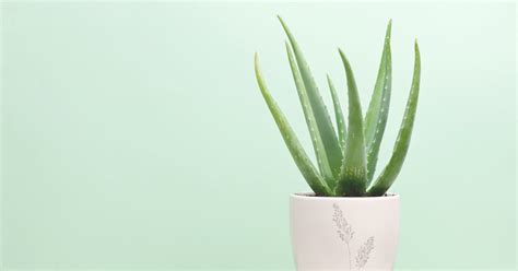 Flora Repotting Aloe Vera A Step By Step Guide
