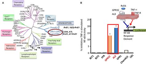 Identification Of Rvd1 Gpcr A Phylogenetic Tree Shows Similarities