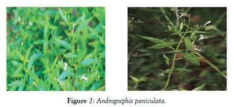 Andrographis Paniculata A Review Of Its Anti Cancer Potential