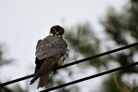 稚児ハヤブサ ケンさんの探鳥記
