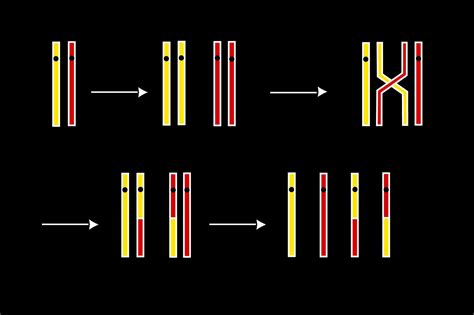 Genetic Recombination And Crossing Over