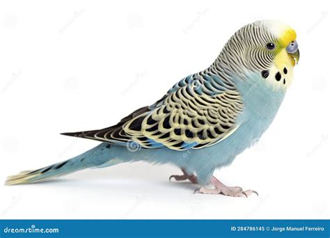 Image Cute Parakeet Ai Generative Stock Illustration Illustration