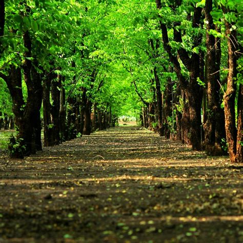 Greenish Tree