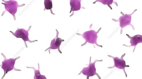 Platelets Illustration Stock Image F0380712 Science Photo Library