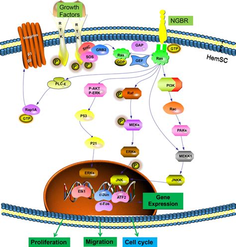 The Ngbrras Signaling Pathway Promotes Angiogenesis Ngbr Is A