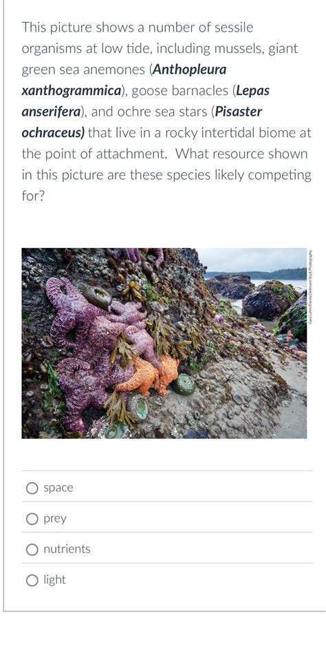 Solved This Picture Shows A Number Of Sessile Organisms At