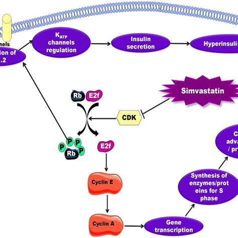 Simvastatin Prevents Oxidative Stress As Depicted From Colonic A Download Scientific Diagram