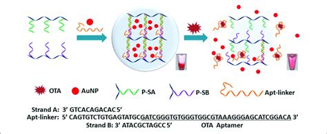 Principle Illustration Of Colorimetric Aptasensor For Detection Of Download Scientific
