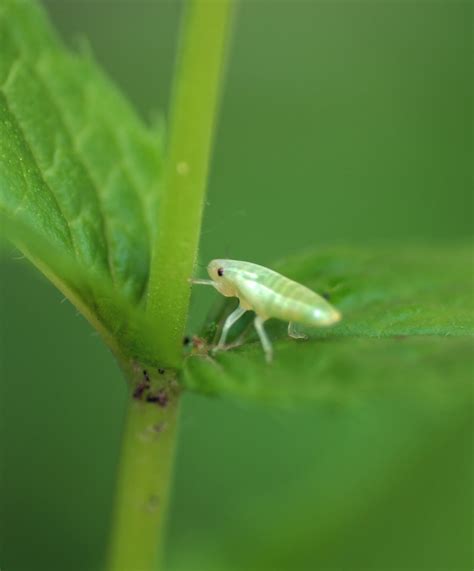 Mobugs Two Lined Spittlebug