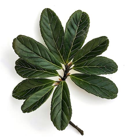 Premium Photo Isolated Alpine Azalea Leaf With Elliptic Leaf Shape