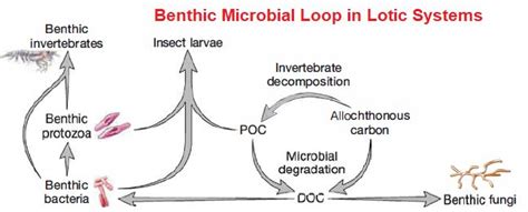 Microorganisms In Freshwater Ecosystems Microbiology Notes
